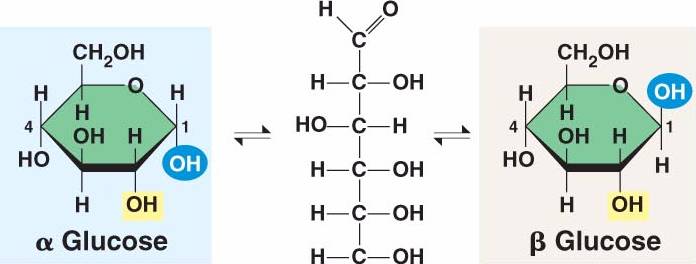 glucose.html 05_04aGlucoseLinearRing-L.jpg