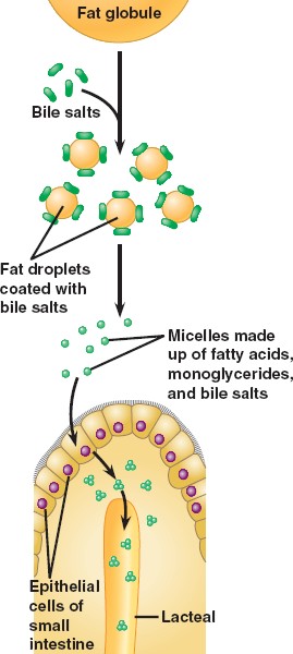 fat_digestion.html 41_24FatDigestAbsorb.jpg